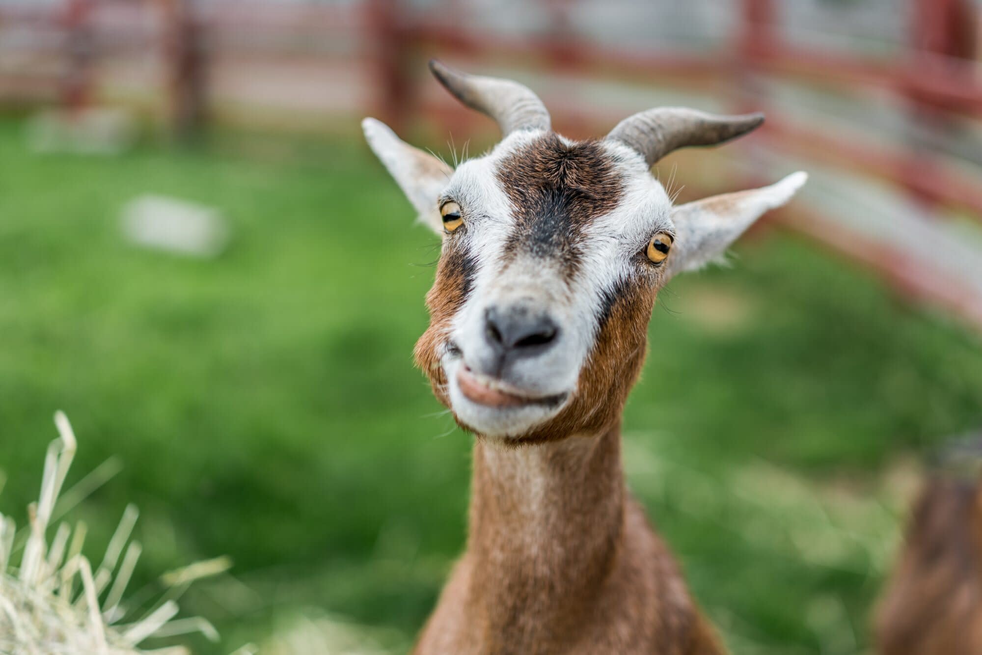 Study Finds That Goats Like It When People Smile at Them, and Our ...