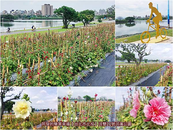 河濱騎單車賞花新亮點，兩千多株有巨人之花稱號的蜀葵長高中~ - Yahoo汽車機車
